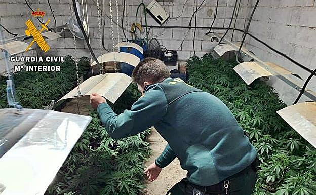 Desmanteladas dos plantaciones de marihuana en Solana de los Barros y Nogales | Hoy